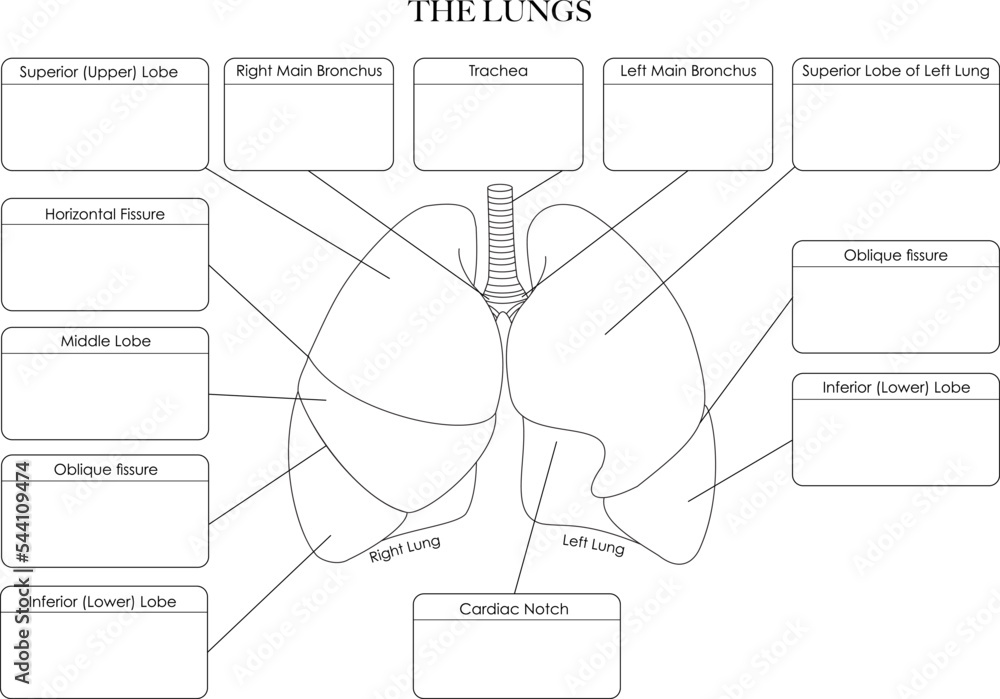 Lungs anatomy structure black and white illustration. Labeled line art ...