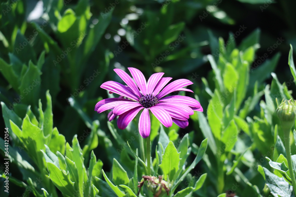 The Dimorfoteca, also known as the Dimorphoteca ecklonis, is a stunning ...