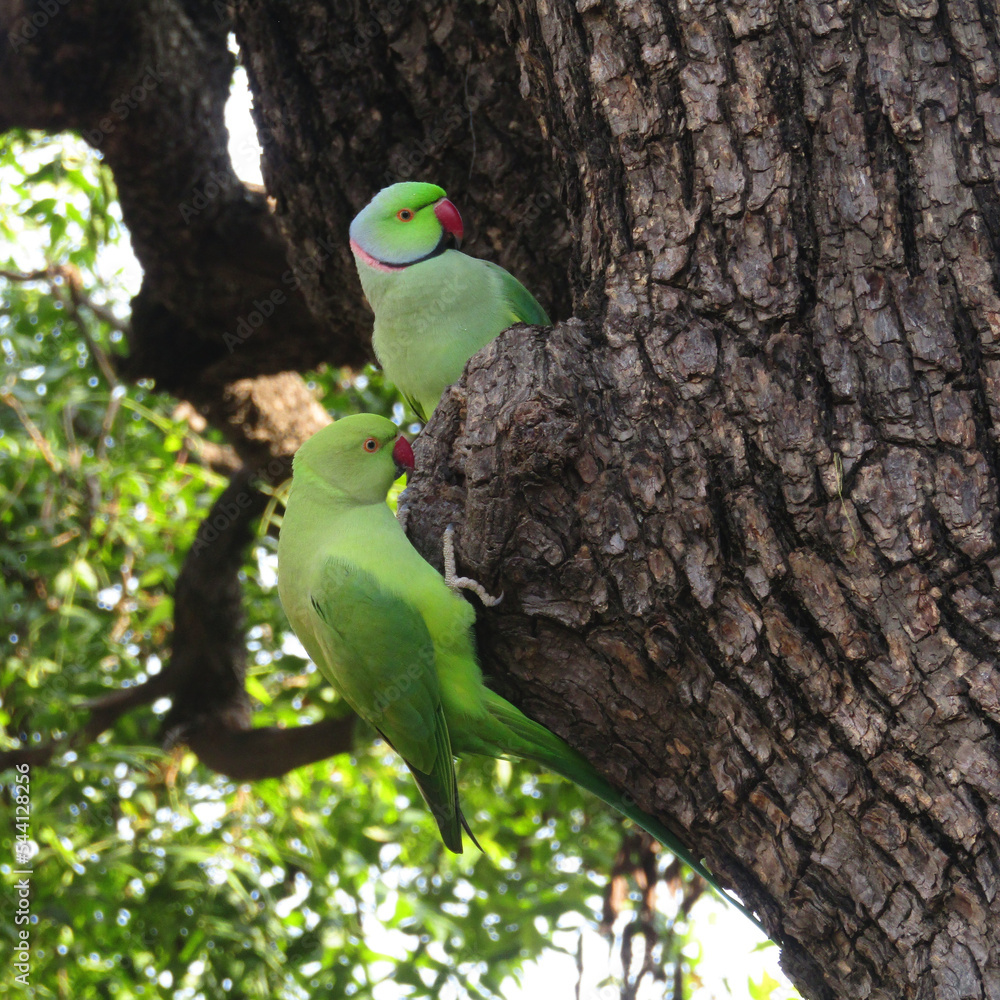 Parrot Couple, bird, birds, green birds, red beak, small, species, animals, couples, love birds ...