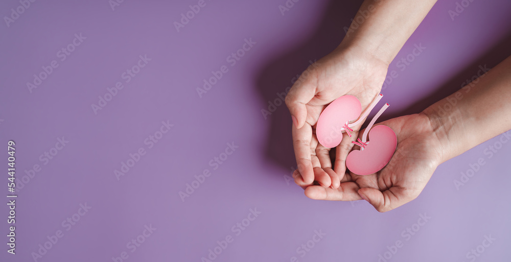 hands holding kidney shape paper cut, chronic kidney disease, renal ...