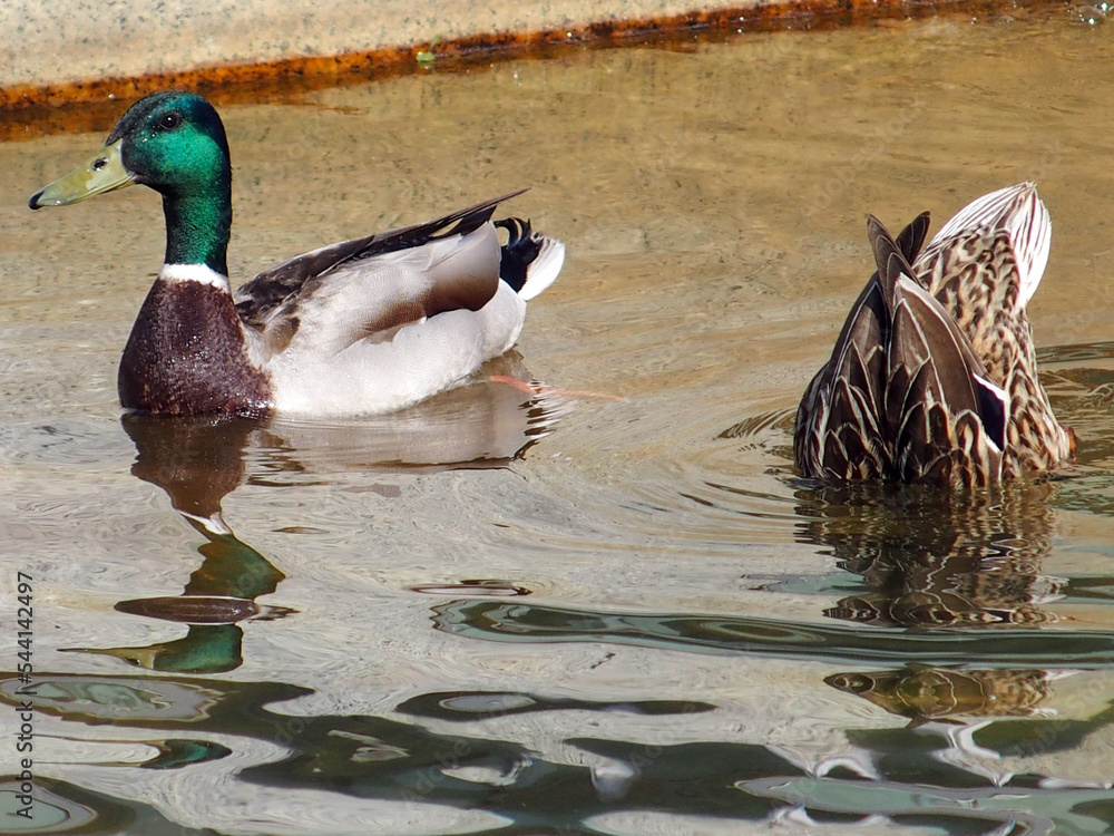 Foto de Pareja de Ánades reales (Anas platyrhynchos) nadando en un ...