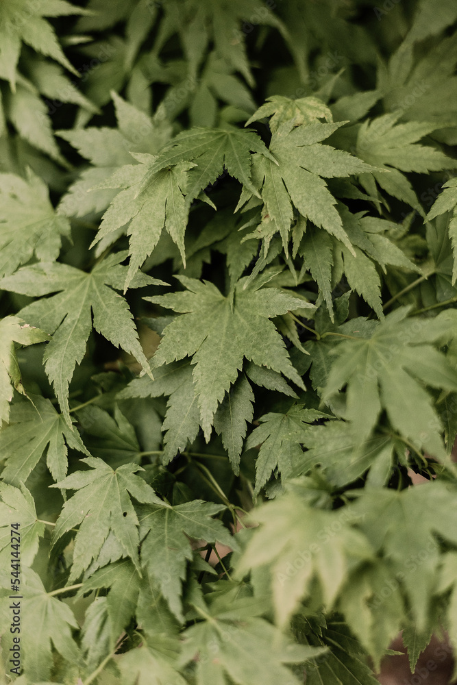 Acer palmatum, Japanese-maple. Green of Japanese maple. Beautiful green ...