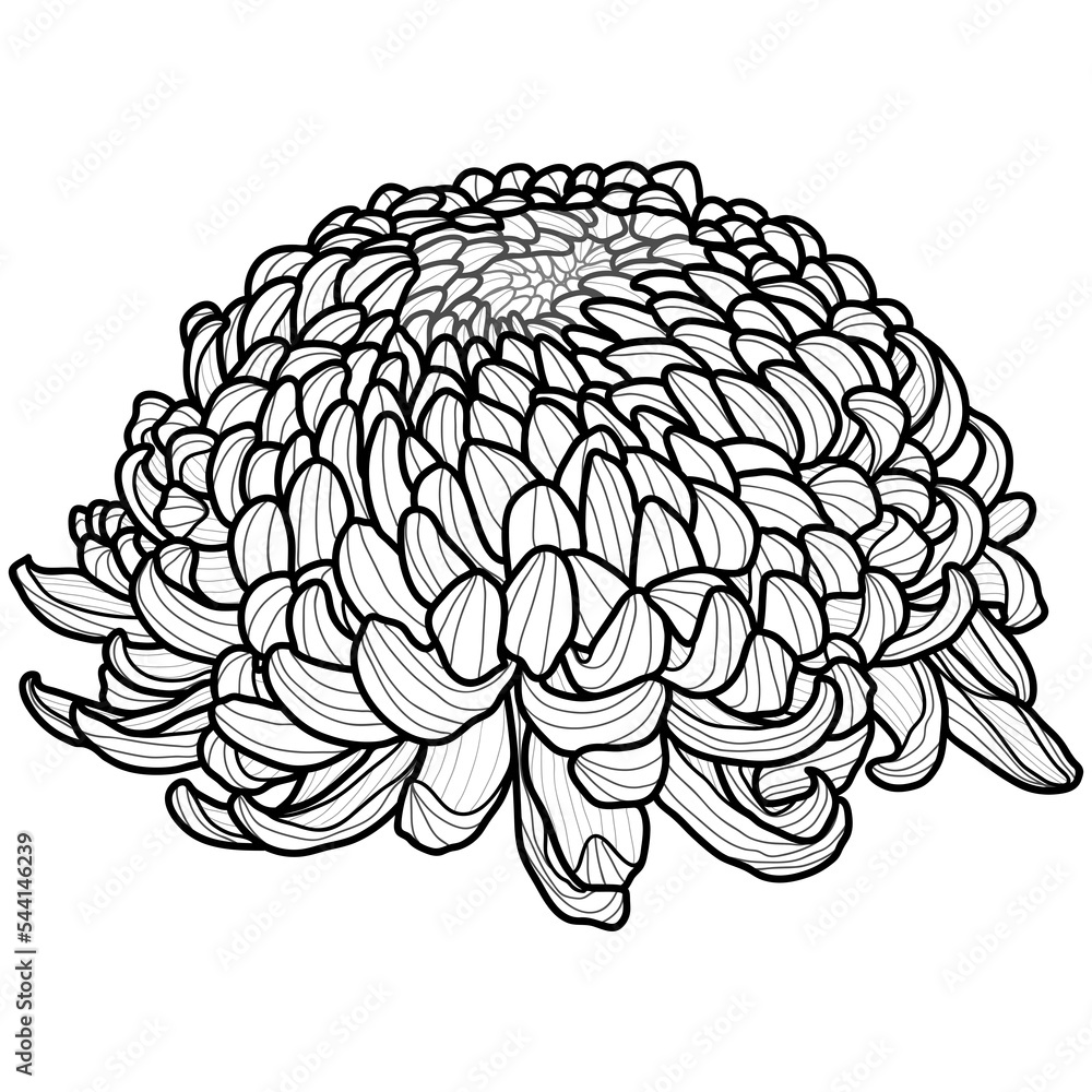 Cute hand drawn isolated black outline mums on transparent background ...