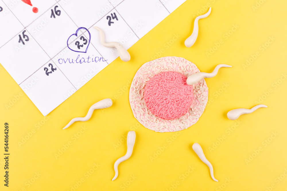 The concept of ovulation and conceiving a baby. The sperm fertilizes ...