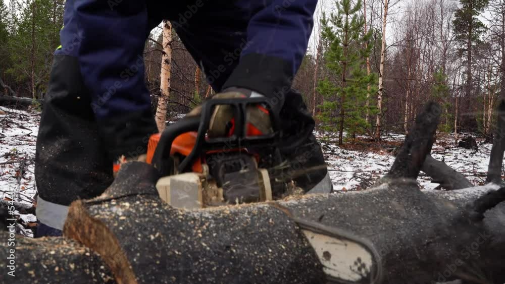 A lumberjack saws trees in a winter snowy forest. Chainsaw in motion ...
