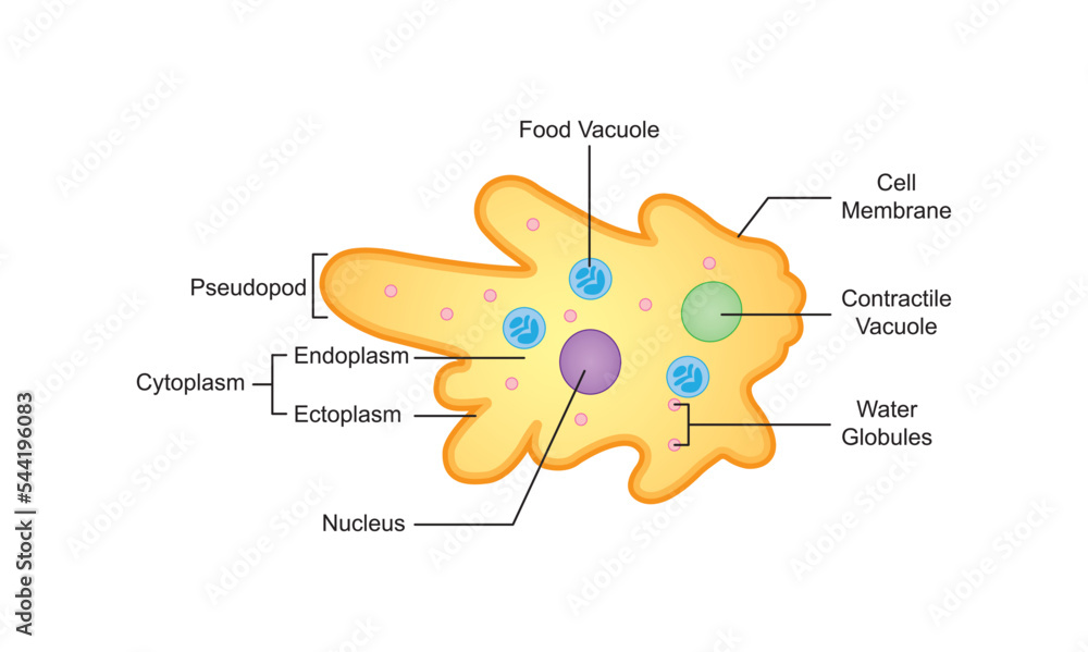 Scientific Designing of Amoeba Structure. Colorful Symbols. Vector ...