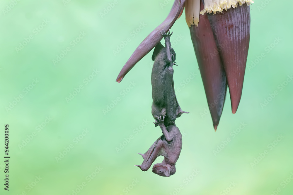 A mother short nosed fruit bat is resting while holding her baby on a ...