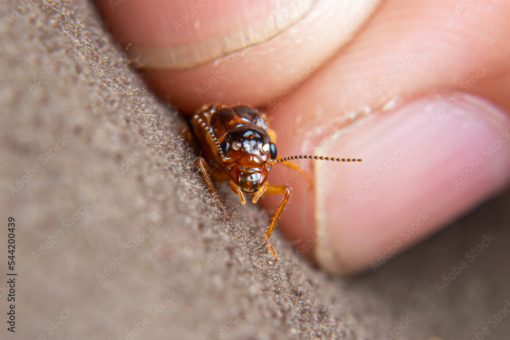 Close Up Of Swarmers Moths Flying Termite Winged Termites Subterranean Termites Drywood
