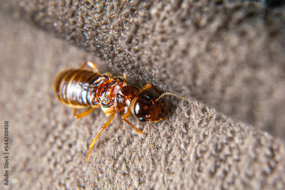 Close Up of Swarmers, moths, flying termite, winged termites ...