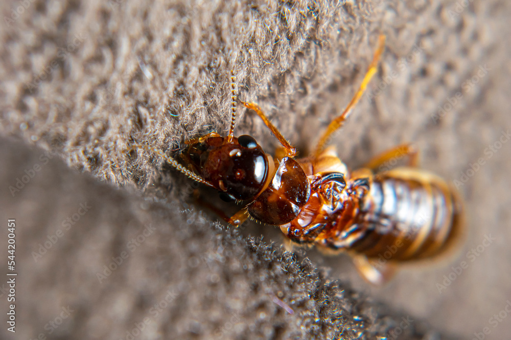 Close Up of Swarmers, moths, flying termite, winged termites ...