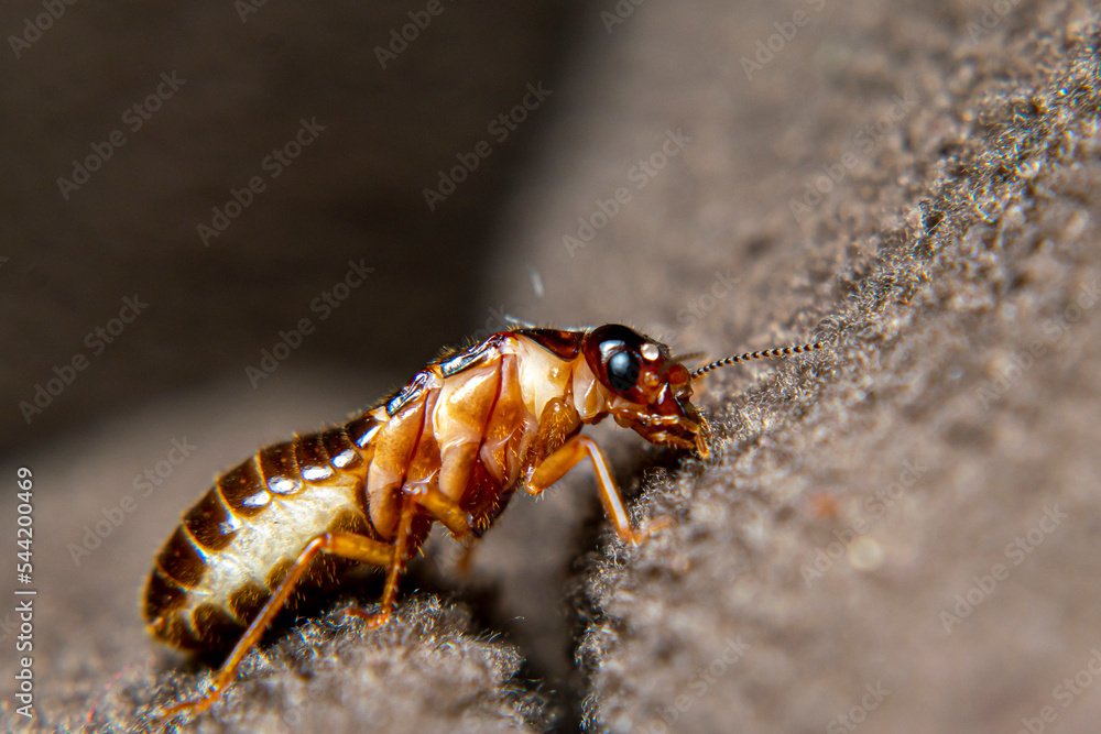 Close Up of Swarmers, moths, flying termite, winged termites ...