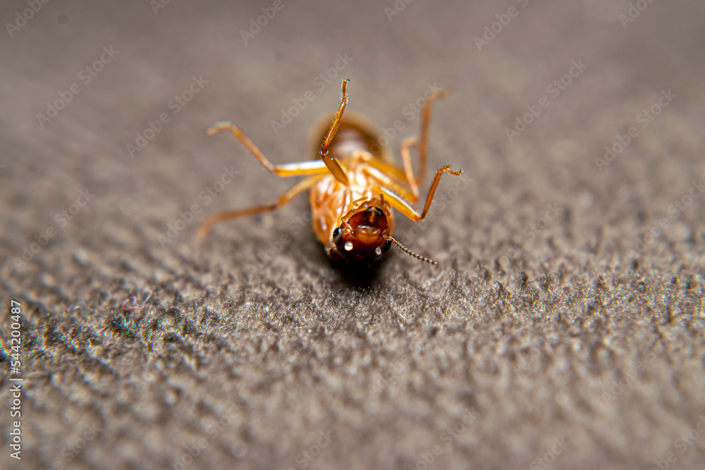 Fotografia do Stock: Close Up of Swarmers, moths, flying termite ...