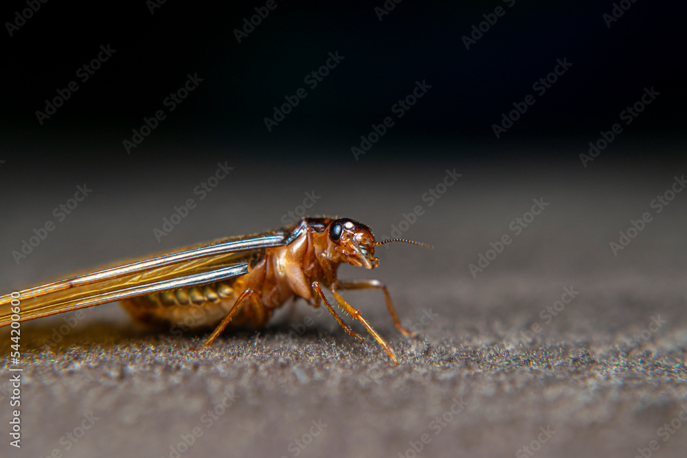 Close Up of Swarmers, moths, flying termite, winged termites ...