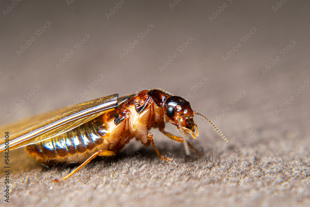 Close Up of Swarmers, moths, flying termite, winged termites ...