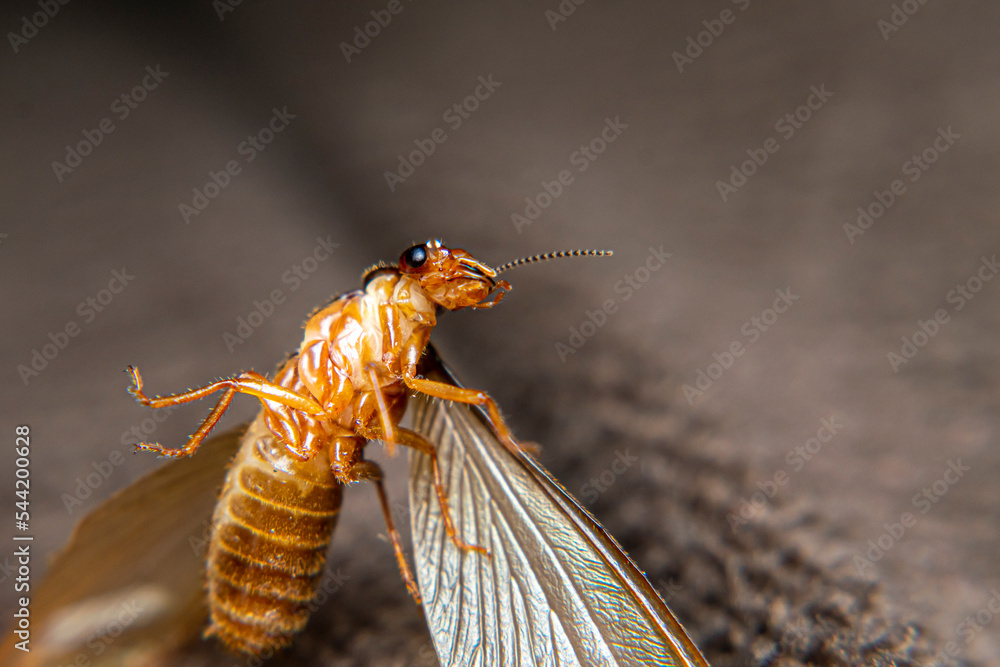 Close Up of Swarmers, moths, flying termite, winged termites ...