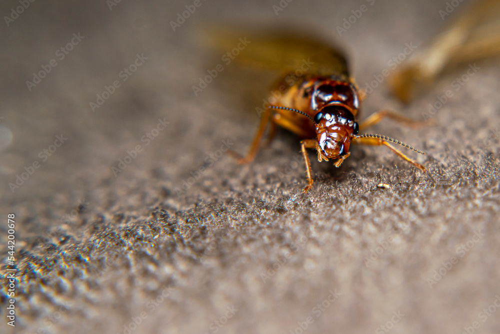 Poster Close Up of Swarmers, moths, flying termite, winged termites ...