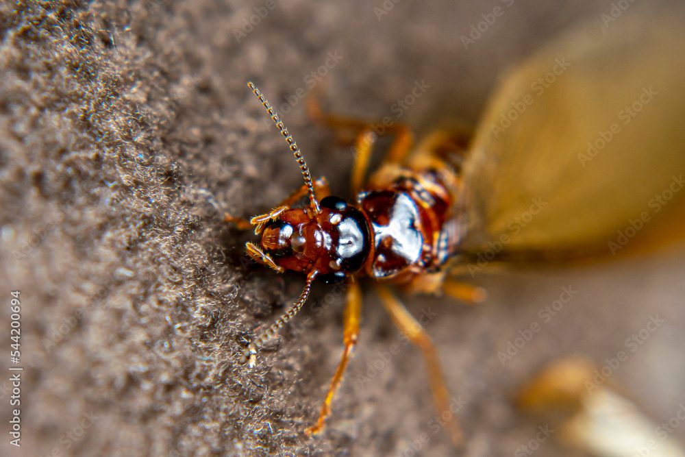 Close Up of Swarmers, moths, flying termite, winged termites ...