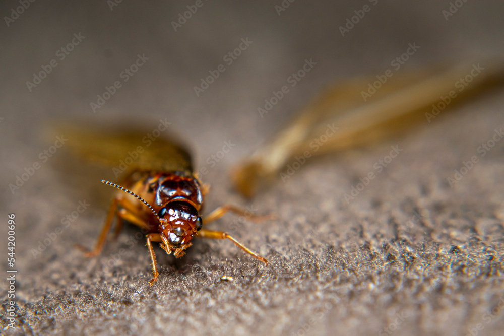 Fotka „Close Up of Swarmers, moths, flying termite, winged termites ...