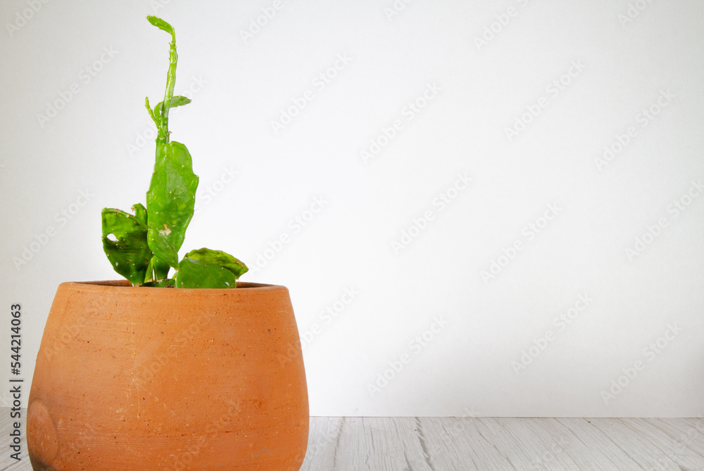 fábrica, pote, aislada, hojas, aumento, naturaleza, flor, árbol, blanco ...