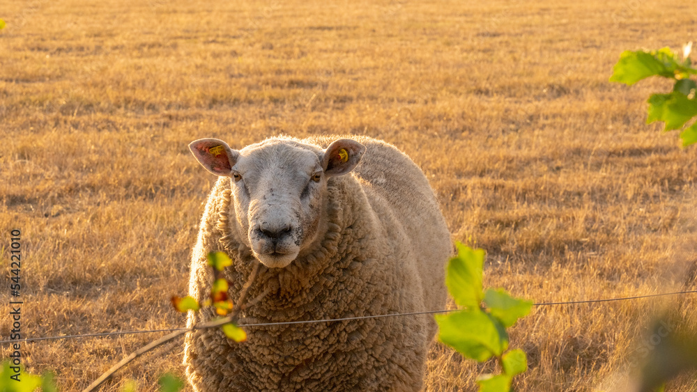 Breeding and rearing sheep. white Sheep portrait. Farm animals. White ...