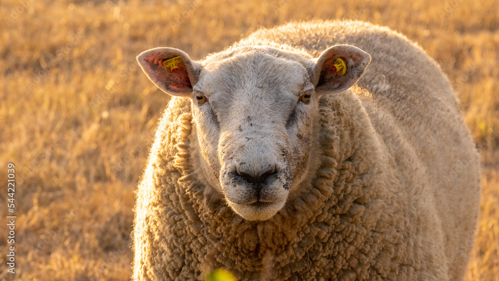 sheep farm. white Sheep portrait. Farm animals. White lamb in paddock ...