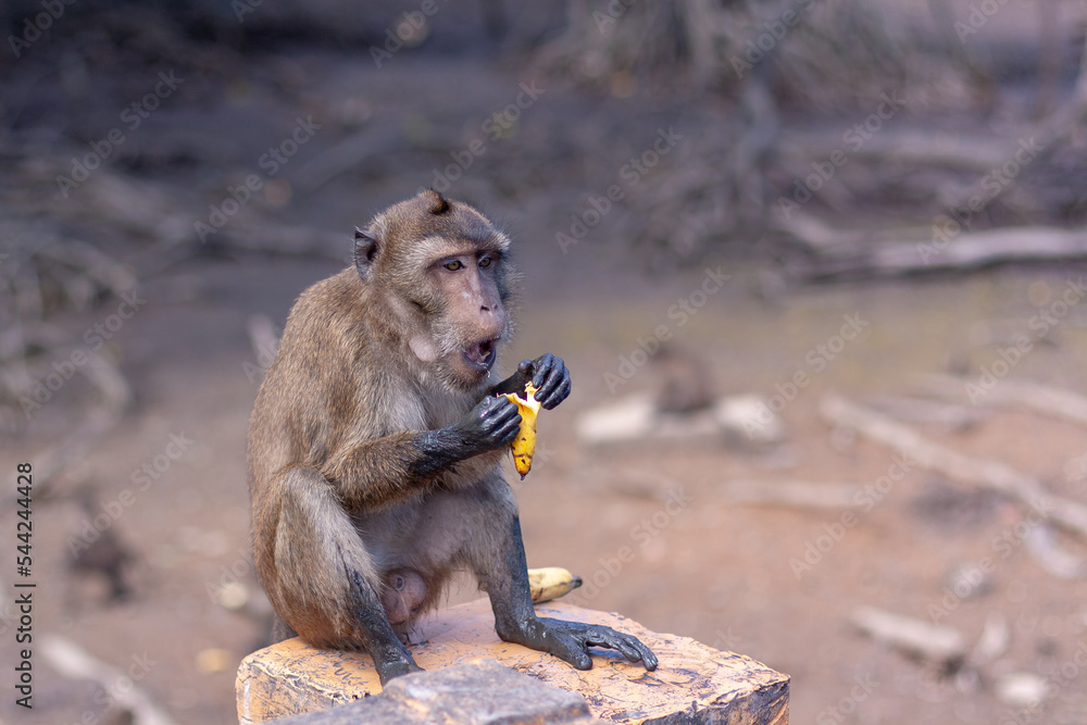 Monkey Eating Banana Funny