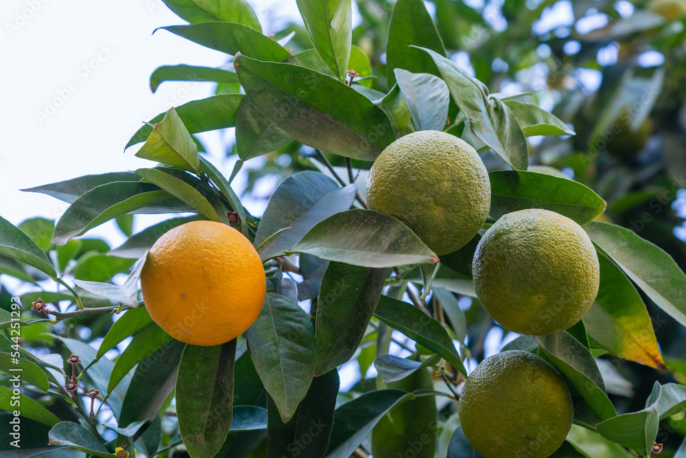 Oranges hanging on a tree, soon to be harvested 스톡 사진 | Adobe Stock