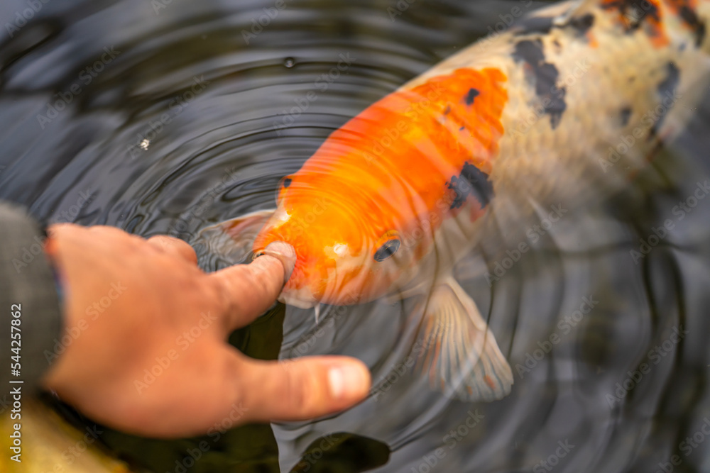 Man touching a Koi fish. A symbol of good luck in Japan. Stock Photo ...