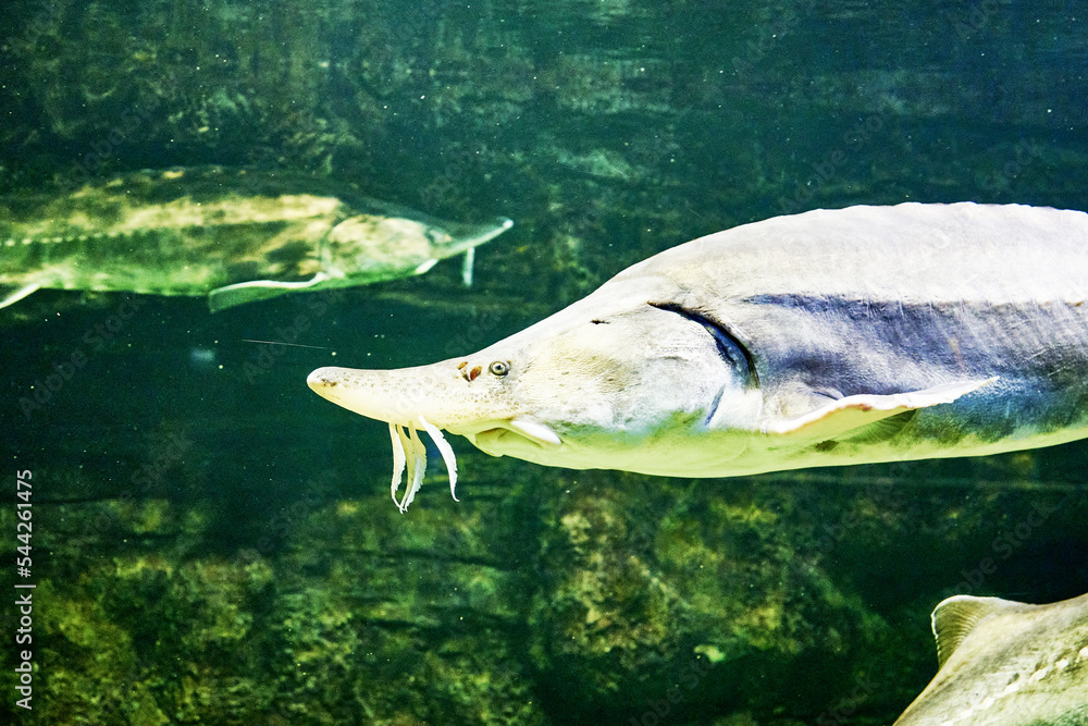 Beluga Huso huso is a fish of the sturgeon family swimming in clear ...