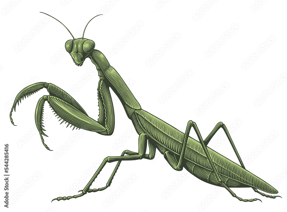 Mantis. Editable hand drawn illustration. Vector vintage engraving ...