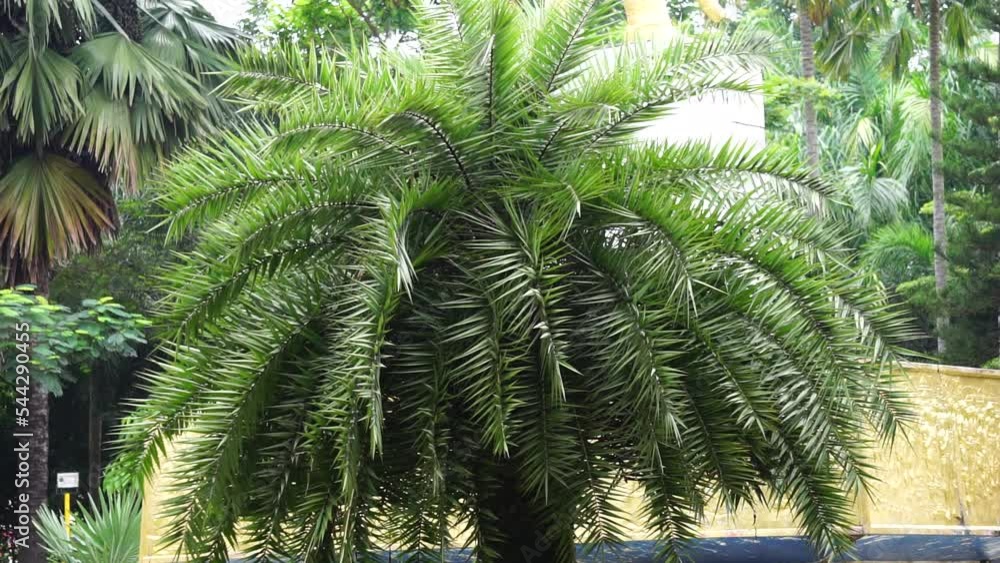 Vidéo Stock Phoenix sylvestris (Also called sylvestris, silver date ...