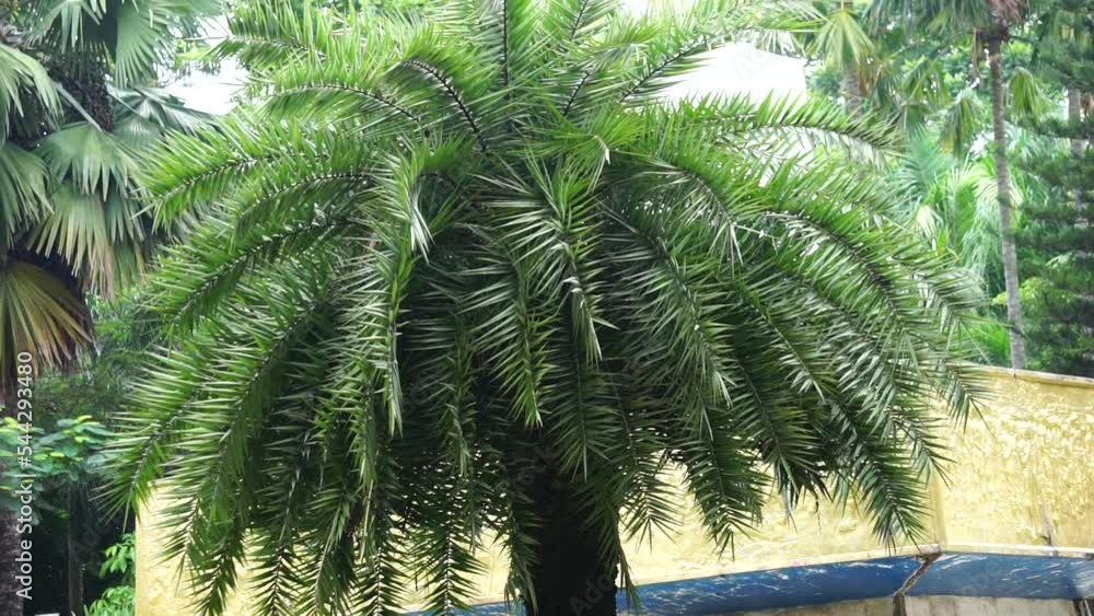 Video „Phoenix sylvestris (Also called sylvestris, silver date palm ...