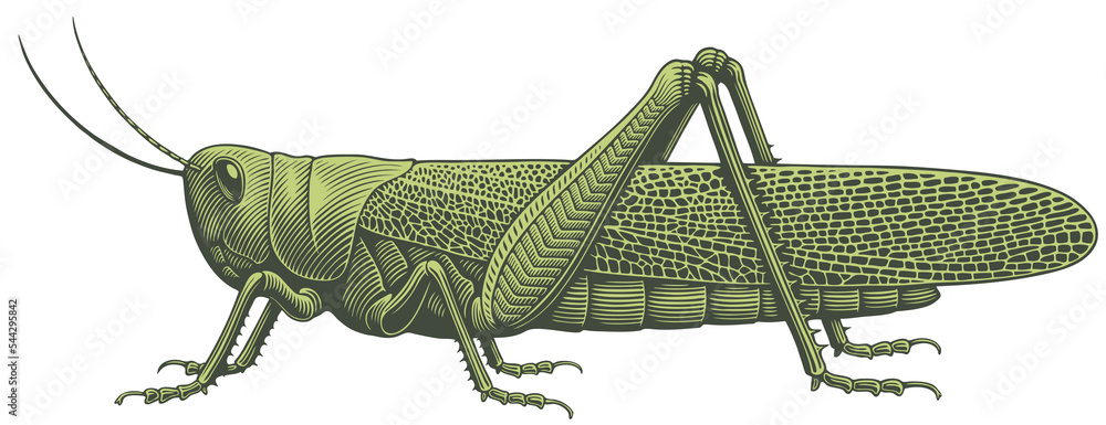Grasshopper. Editable hand drawn illustration. Vector vintage engraving ...