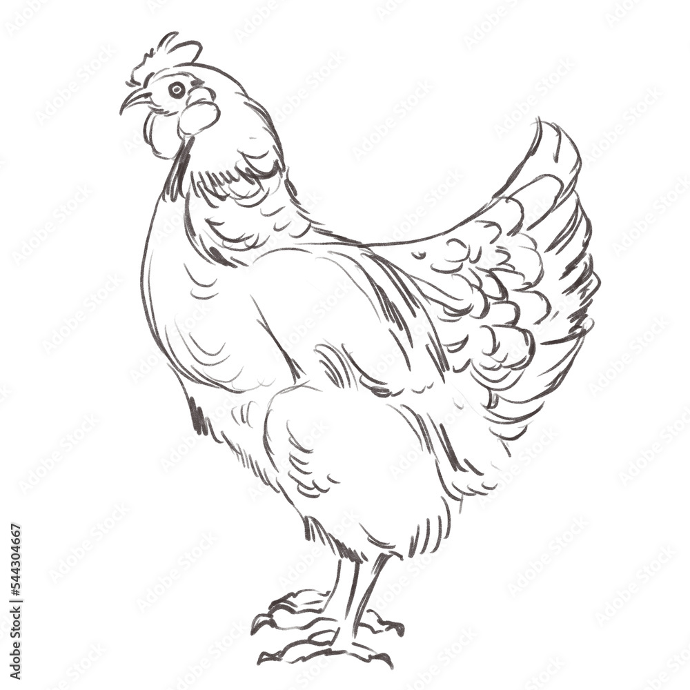 Line art pencil sketch of hen bird Stock Illustration | Adobe Stock