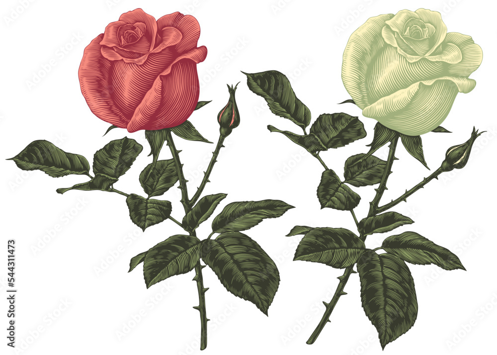 Scarlet and white roses. Editable hand drawn illustration. Vector ...