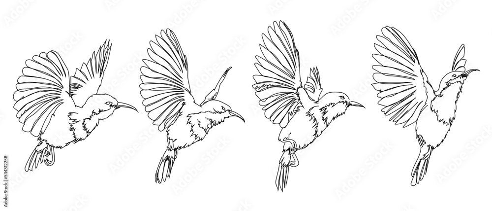 Flying bird continuous line drawing element isolated on white ...
