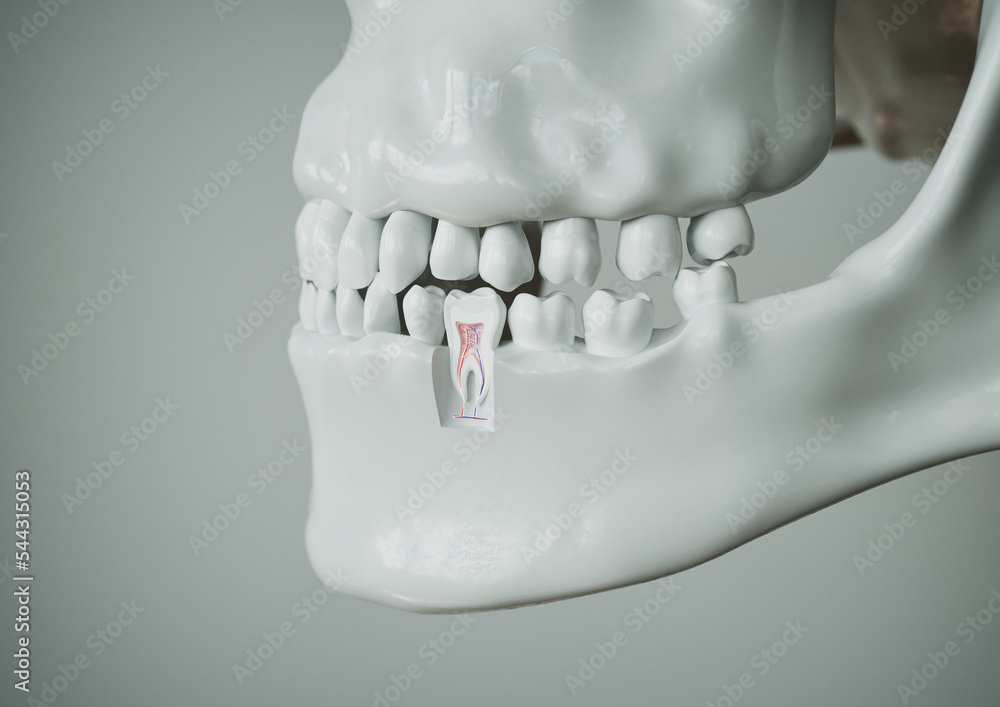anatomy of a tooth with complete dentition on a white background - 3D ...