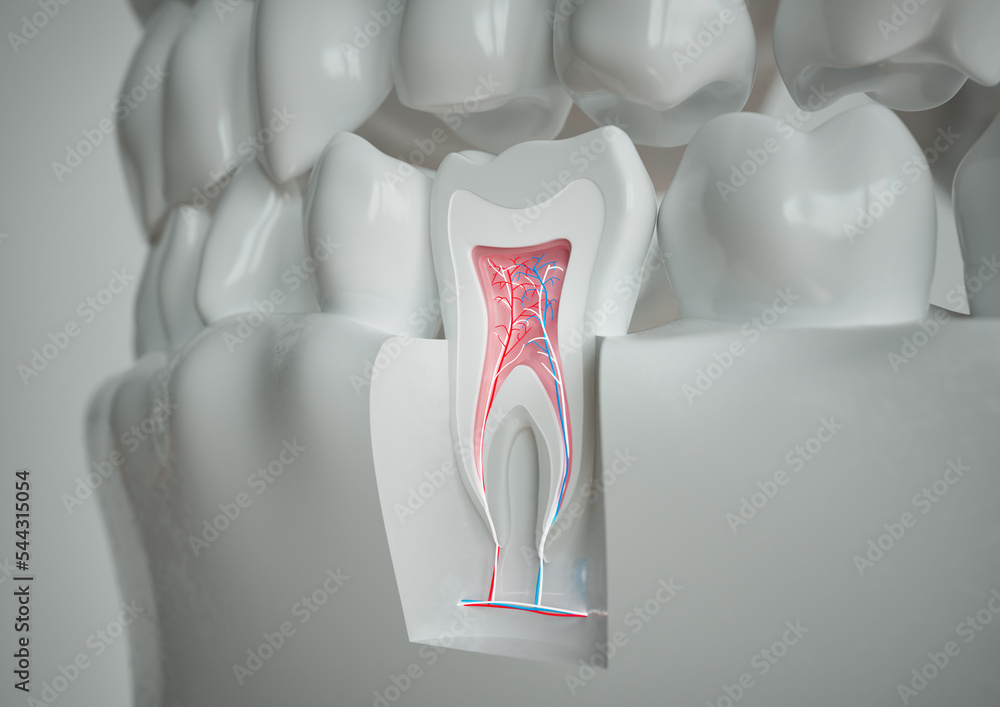 anatomy of a tooth with complete dentition on a white background - 3D ...