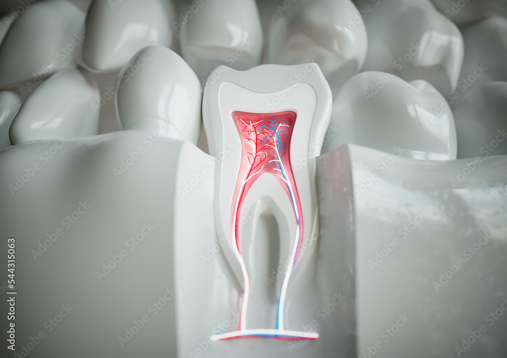 anatomy of a tooth with complete dentition on a white background - 3D ...