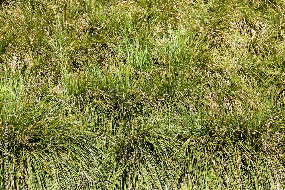 full frame of planting of grasses on hillside Stock Photo | Adobe Stock