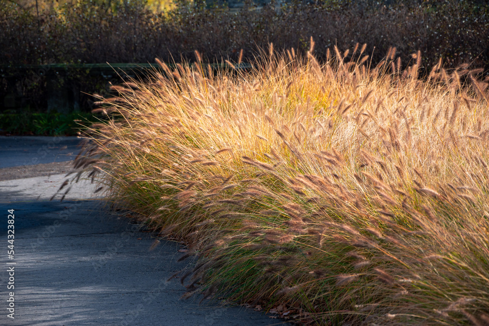 Row of ornamental grass Pennisetum alopecuroides (dwarf fountain grass ...