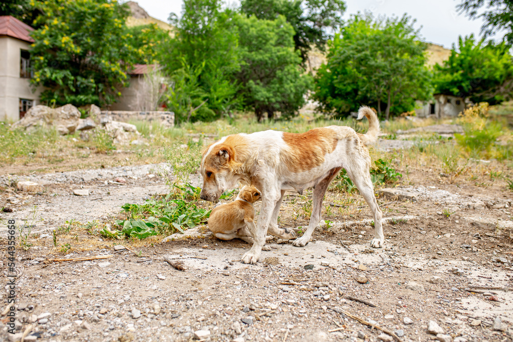 Abandoned animals on the streets of a ruined city, stray dogs near ...