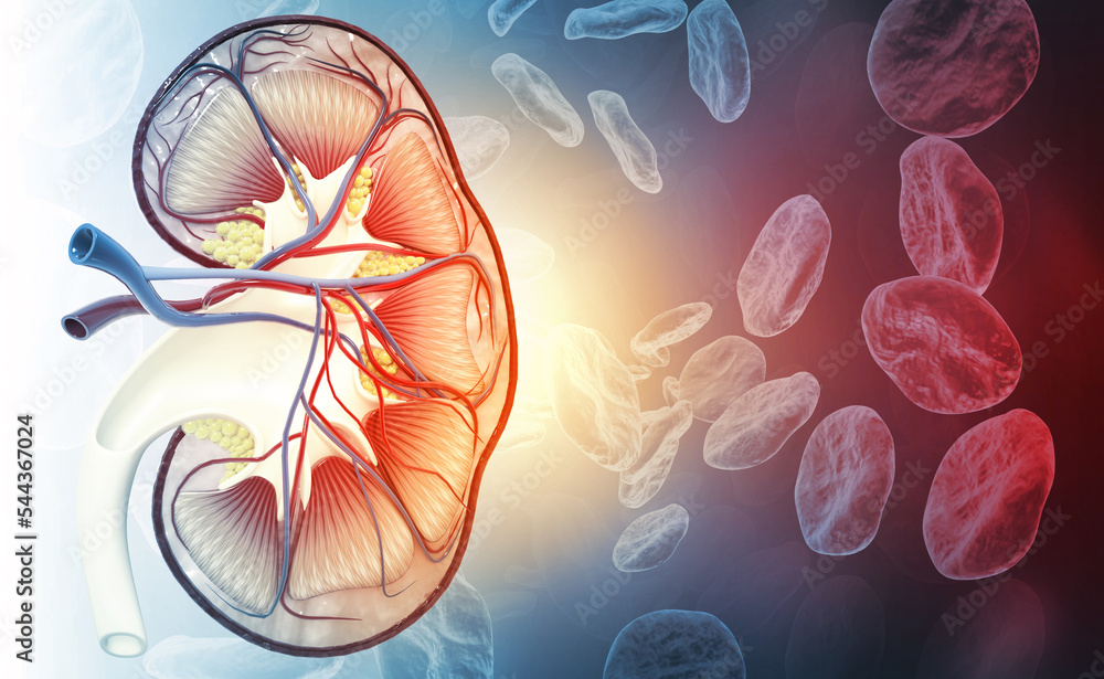 Anatomy of Human kidney with cross-section. 3d illustration Stock ...