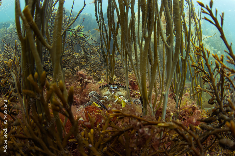 Velvet crab on the bottom. Crabs on the scotland coast. Nature in ...