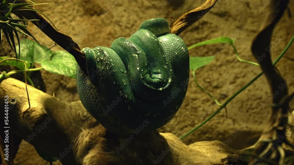 Close-Up Of Green Python Curled Up On Branch And Sleeping. Stock Video ...