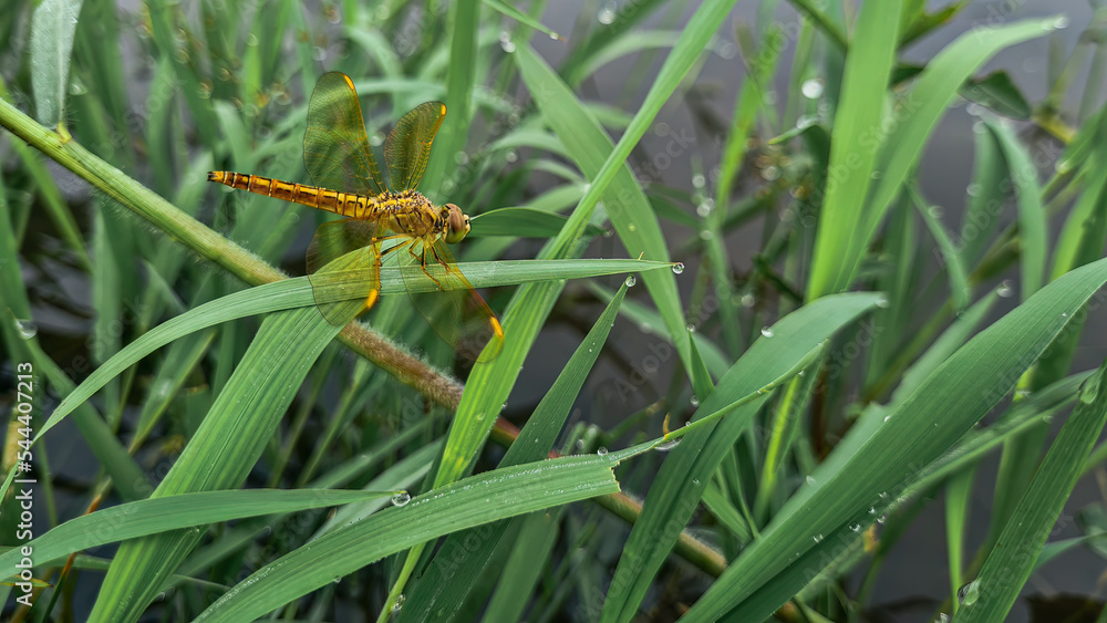 Dragonfly (Libellula incesta) in nature, showing of eyes dragonfly and ...