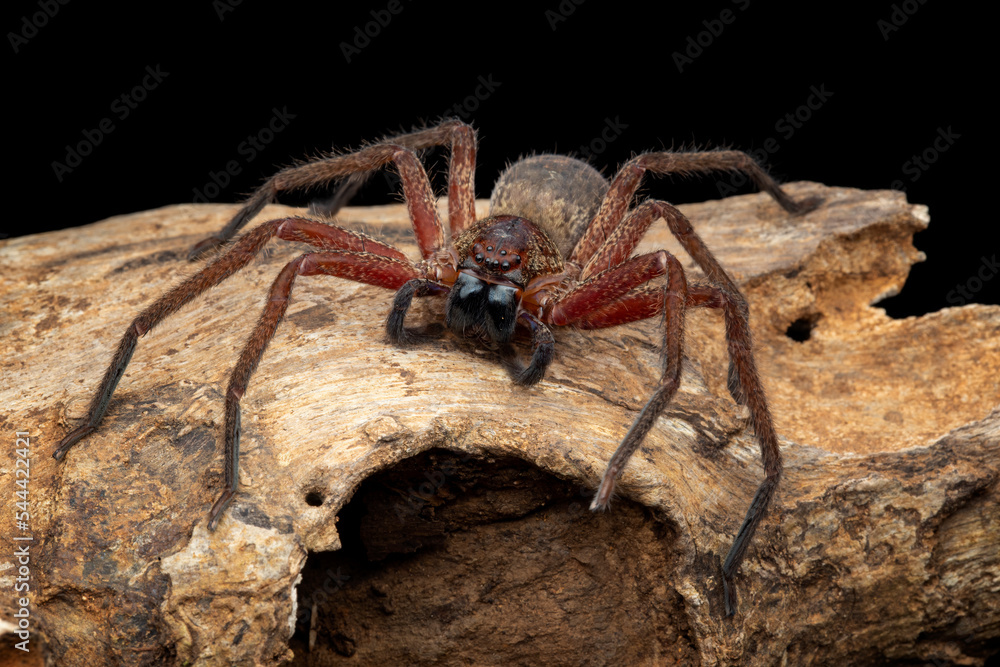 Huntsman spiders closeup on wood, Huntsman spiders closeup, Indonesian ...