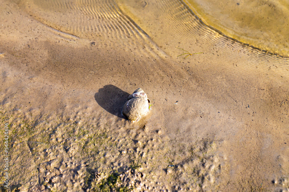 Top view of a freshwater snail shell on the sand of a lake, clean ...