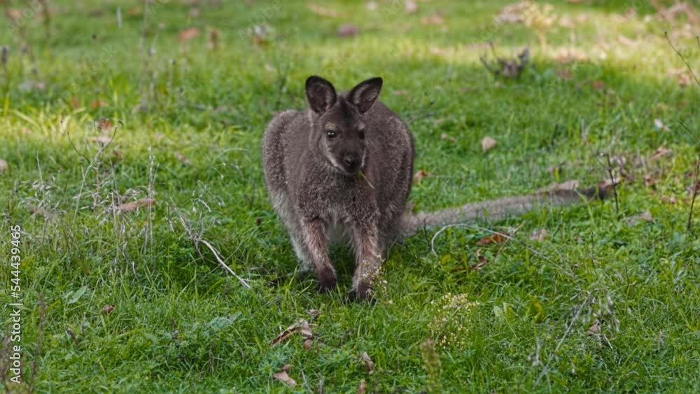 Bennett's tree kangaroo feed on the green grass. Bennett's kangaroos ...