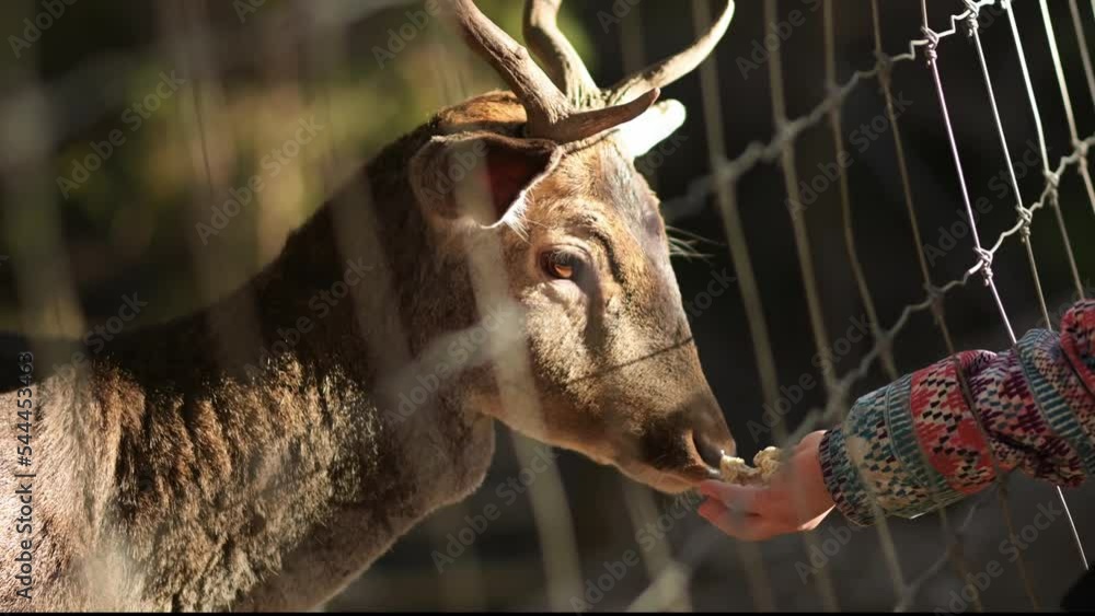 Video Stock Close up shot of wildlife animals feeding at zoo park ...